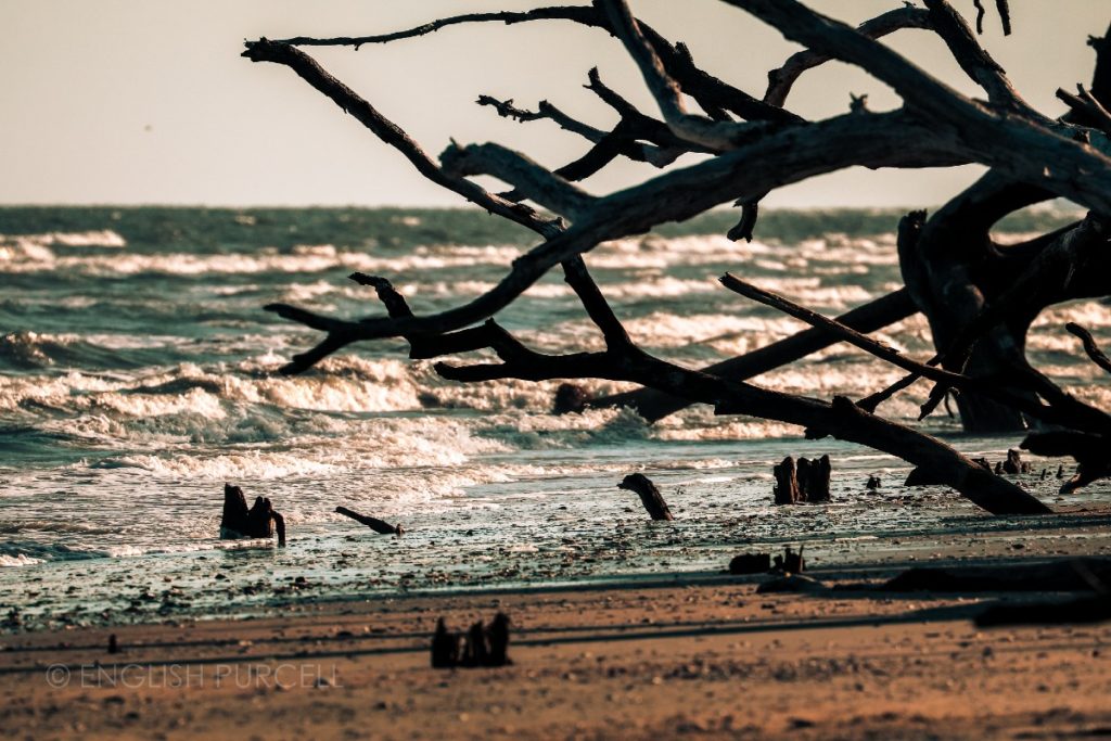 Charleston Currents – PHOTO ESSAY: Botany Bay is a Lowcountry treasure